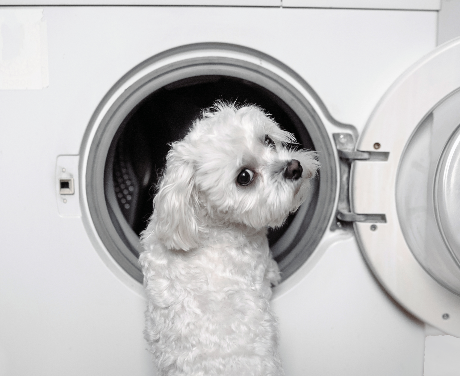 Veterinary Practices & Animal Hospitals - Wolf Laundry