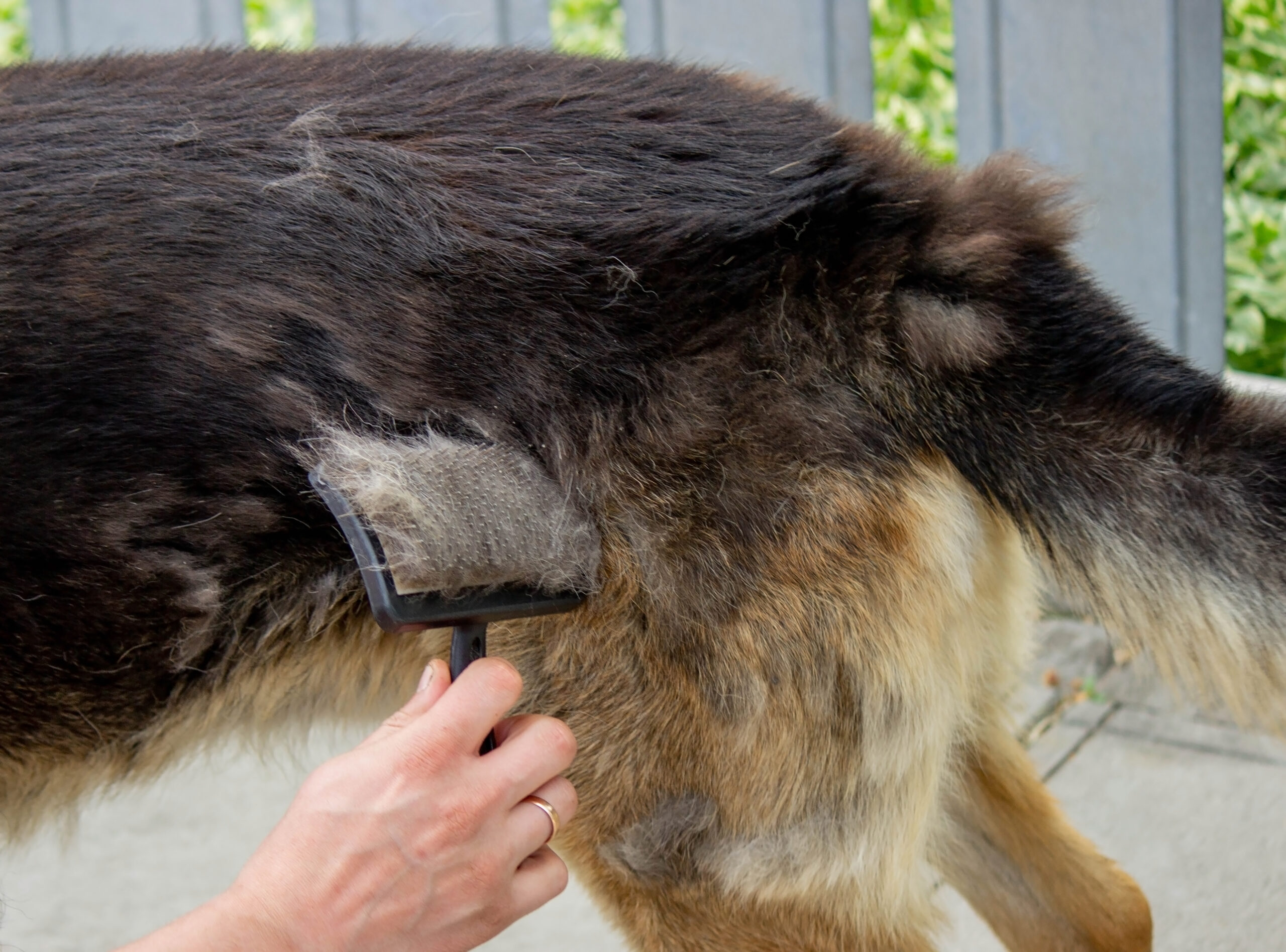 Tackling Summer Shedding - Wolf Laundry
